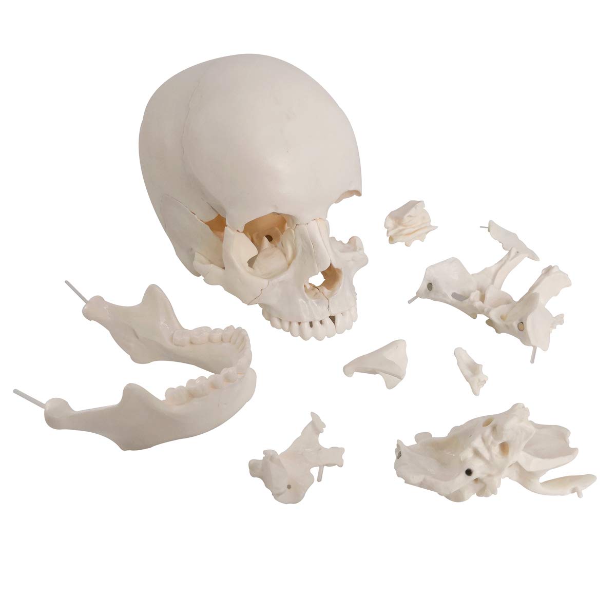 Snapklik.com : Disarticulated Human Skull, 22 Parts Skull Model, Human ...