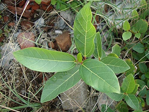 PlantaZee Plants Live Gular/Gooler/Cluster Fig/Ficus Racemosa Delicious ...