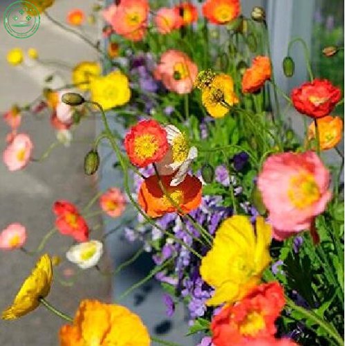 OhhSome Flower Seeds : Red Weed Garden Seeds Variety Pack Garden [Home ...