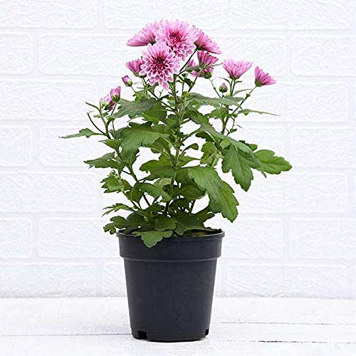 Shevanti, Chrysanthemum (Wine Color) - Plant : Amazon.in: Garden & Outdoors