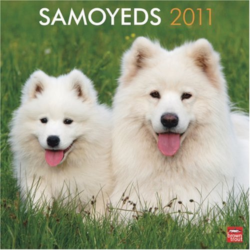 Samoyeds 2011 Calendar: BrownTrout Publishers Inc: 9781421663913 ...