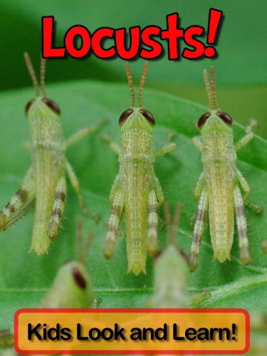 Locusts! Learn About Locusts and Enjoy Colorful Pictures - Look and ...