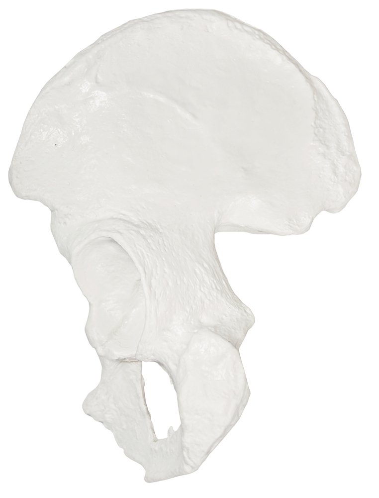 Coxal Bone