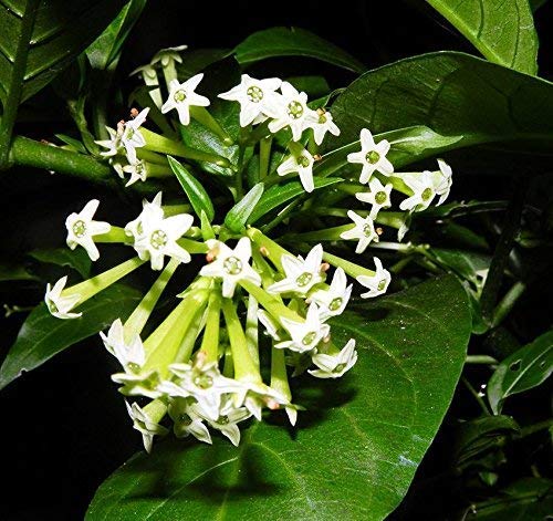 Sapna Nursery Ratrani, Night Blooming Jasmine, Cestrum Nocturnum Live ...