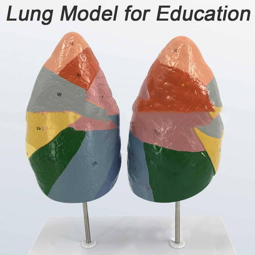 Modelo De Pulmón Etiquetado 260+ Circulación Pulmonar Ilustraciones