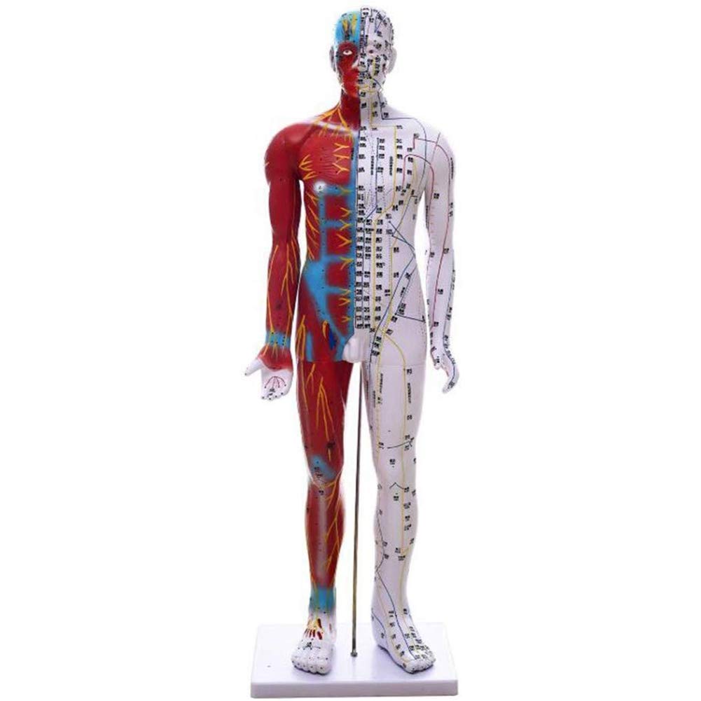 Buy JL Human Male Anatomy Acupuncture Point Massage Meridian Point ...