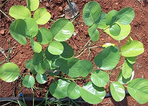 Red sandalwood tree live plant (Pack of 5) : Amazon.in: Garden & Outdoors