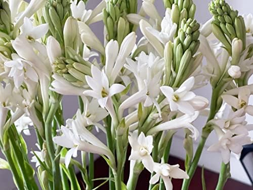 Amazon.com : Pink Tuberose Seeds Fragrant Perennial Showy Cut Flowers ...