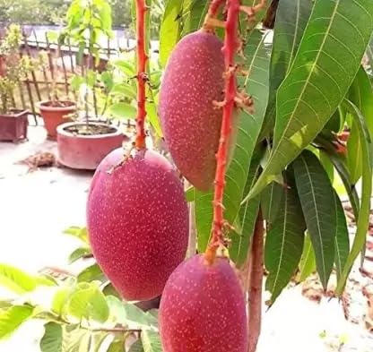 Greenery Nursery Japanese Miyazaki Mango Tree (Grafted) Sweet Red ...