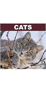 Amazon.com: RED EMBER Siamese Cats 2025 Wall Calendar 12 Month | 12" x ...