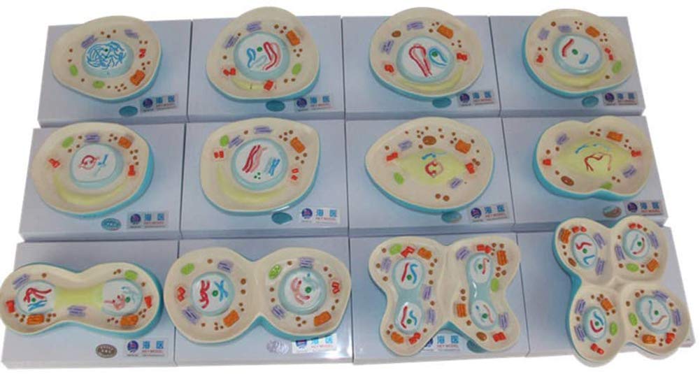 Buy YYSDH Meiosis Cell Model 12 Pieces/Set, Model meiosis Cell Cell ...