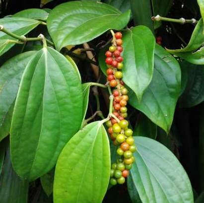 Plantsworld Black Pepper - Kali Mirch Live Plant : Amazon.in: Garden ...