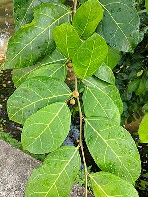 LushGreen Gardens Rare Dye Fig/Humped Fig (Ficus tinctoria)" Ithi" Tree ...