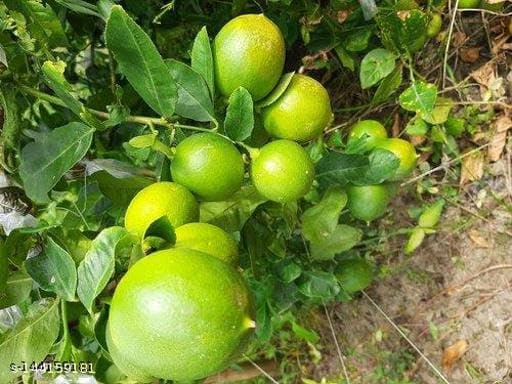 THE GREEN VIEW GARDENS original kolkata pati lemon plant (pack of ...