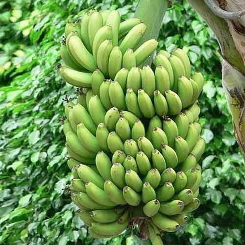 Dwarf Hybrid Rare Kerala Palayamkodan Banana Plant for Home Garden ...