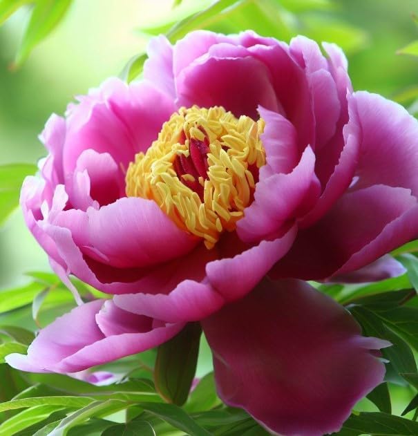 Amazon.com : Paeonia suffruticosa (Tree Peony) Flower Shrub Seeds ...