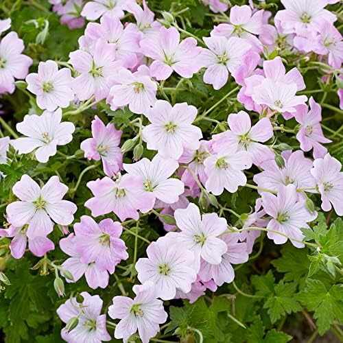 You Garden - Hardy Geranium 'Rozanne' in a 2L Pot - RHS Plant of The ...