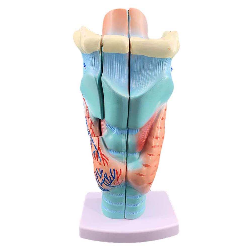 Human Larynx Anatomical Model Pharynx And Larynx Anatomical Chart ...