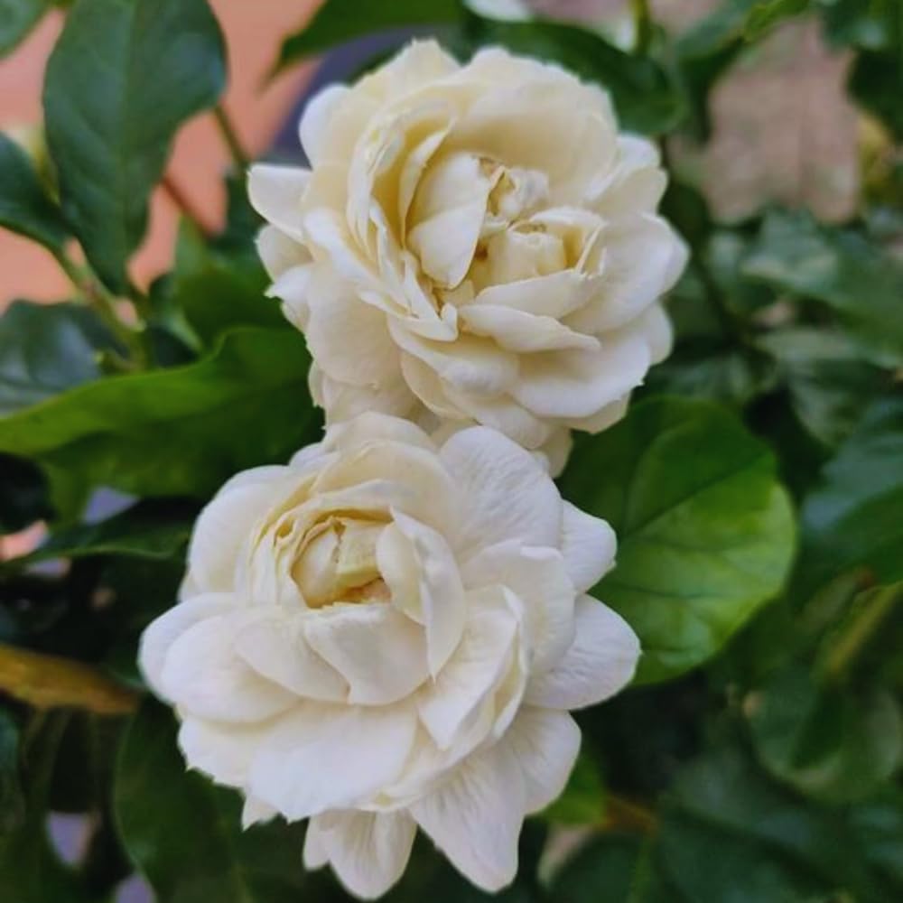 Amazon.com : Grand Duke of Tuscany Jasmine Live Plant, Blooming Jasmine Plant Live, Live Jasmine ...