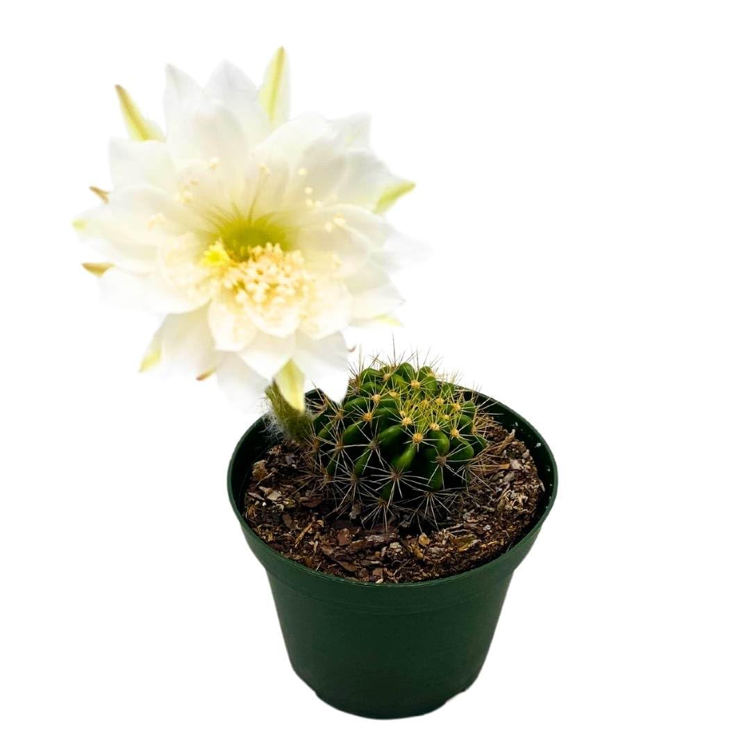 Amazon.com : BubbleBlooms Lemon Barrel Cactus in a 4 inch Pot ...