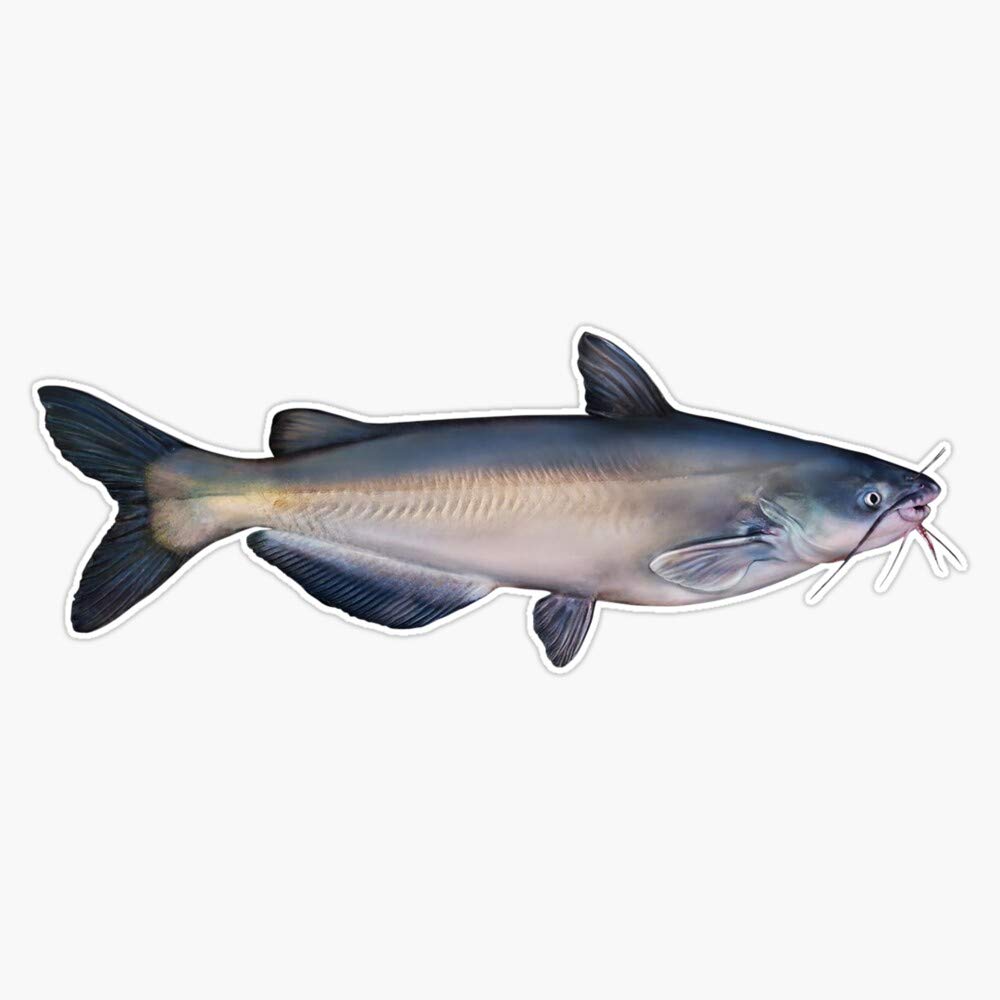 Amazon.com: Blue Catfish Waterproof Vinyl Window Bumper Sticker Decal 5 ...