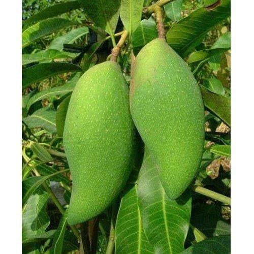 GreenEarth Original Fazli/Fozli Grafted Mango Plant,Very Big Size ...