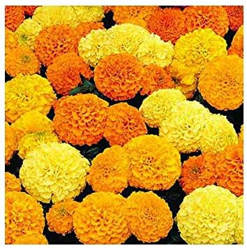 Amazon.com : Park Seed Marigold Flowering Plant Seed, Easy to Grow ...
