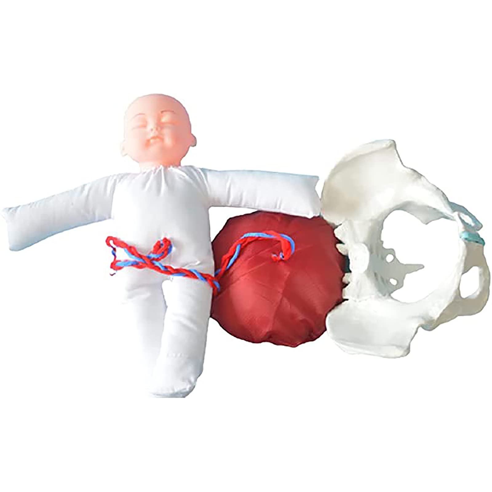 Buy LH&BD Childbirth Model Set Female Pelvis Model Hip Model Childbirth ...