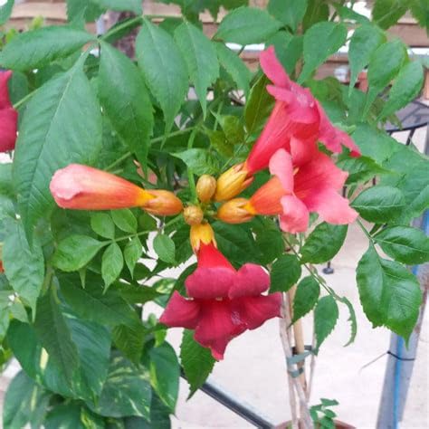 Mphmi Live Plant Nursery NCR Plants Tecoma Climber Pink Plant ...