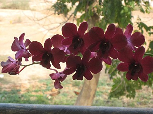 M-Tech Gardens Rare Dendrobium Orchid Red Town 1 Small Healthy Live ...