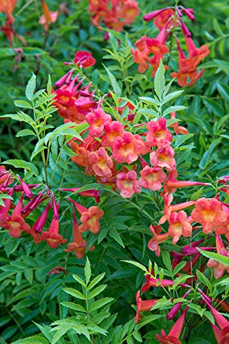 Trothic Gardens Dwarf " Red Tecoma" Live Flower Plant : Amazon.in ...