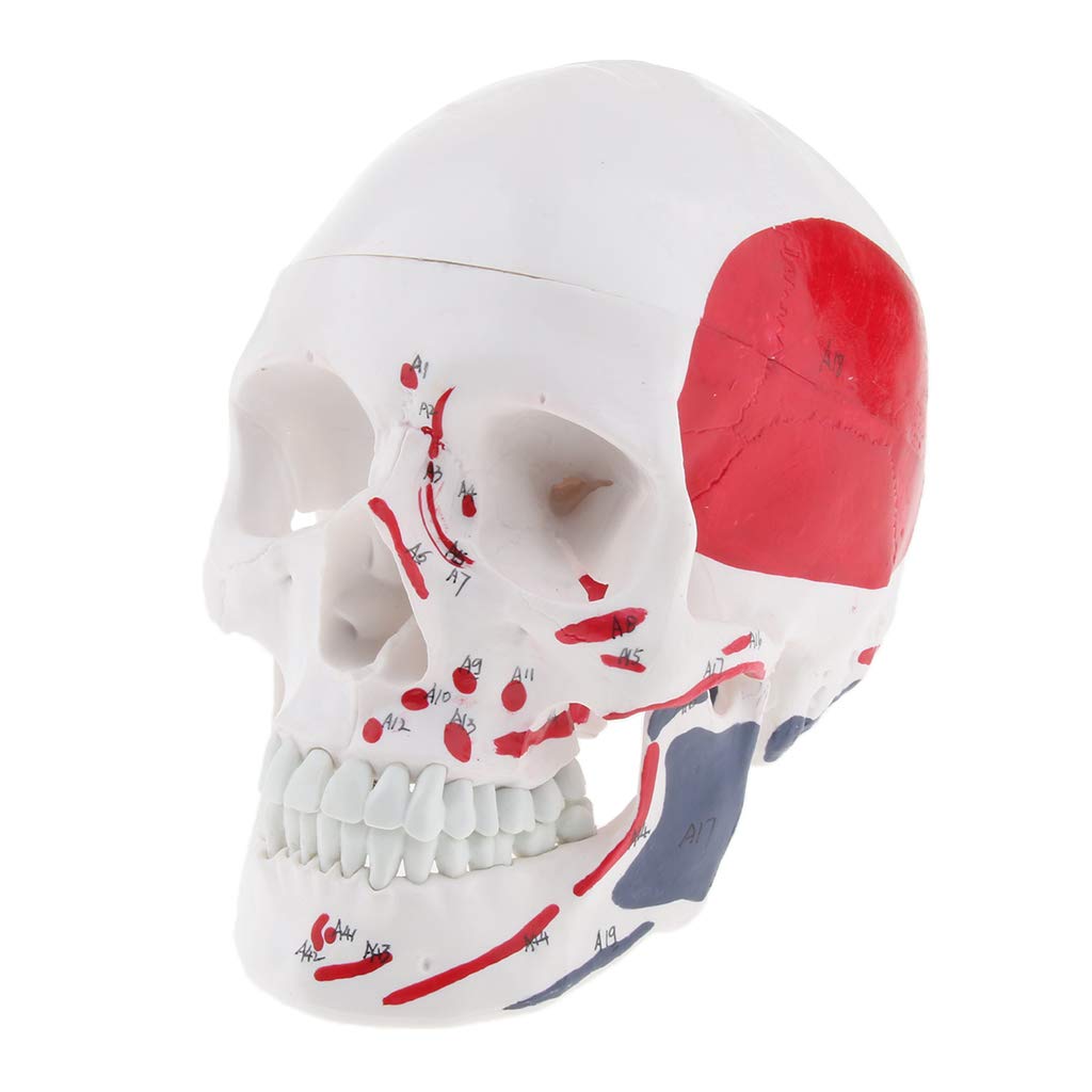 Buy perfk Brain Head and Muscle Brain Model of Medical Human Brain ...