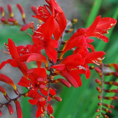 20 Crocosmia Red Lucifer Bulbs - Red Flowering - 20 Bulbs : Amazon.co ...
