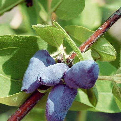 Lonicera caerulea 'Blue Velvet' (Honeyberry) - in 9cm Pot - Edible ...