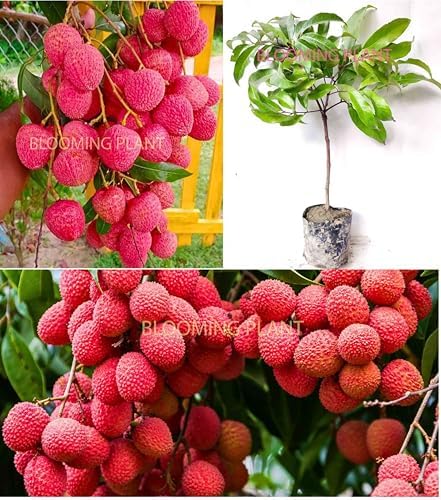 GreenWorld Special Sweet Hybrid Seedless Litchi Plant,Lychee/Lichu ...