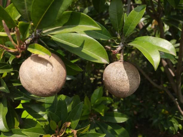 Cloud Farm Live Fruit Plant Manilkara Zapota,Sapodilla, Sapota, chikoo ...