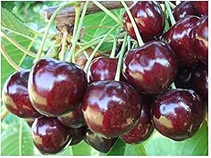 Green view® Sentennial Cherry Live Plant – Sweet Late Season Cherry ...