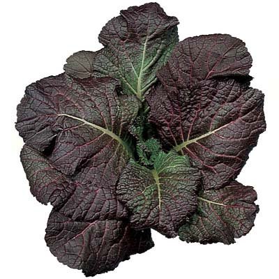 Red mustard - How to grow & care