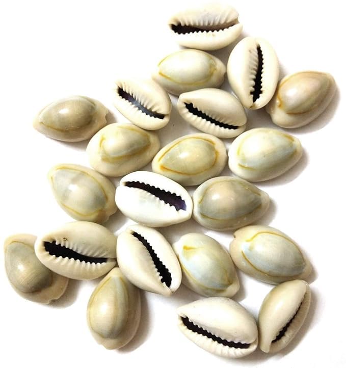 Buy SHIVAARO Golden Yellow Cowrie Sea Shell Set for Puja and Multi ...