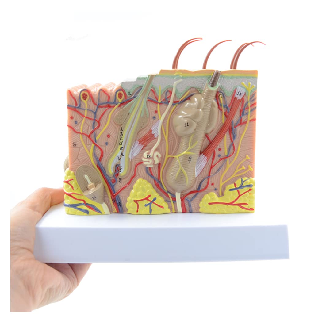 Buy XSXQ Human Skin Structure Model 50 Times Layout Magnification Hair ...