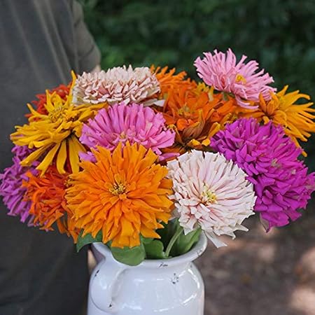 Amazon.com : Burpee Rose Giant Cactus Zinnia Seeds - Packet of 30 Seeds ...