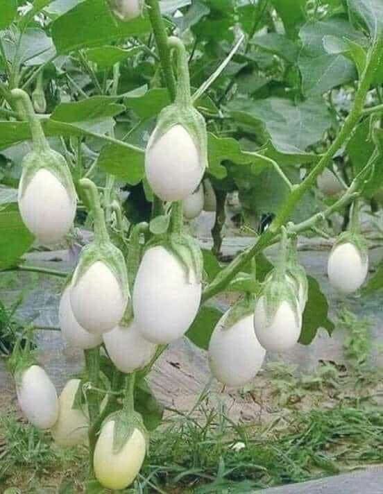 Ritz Farming® Brinjal vegetables seeds | egg shape white Brinjal Seed ...