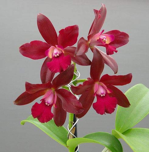 Eco Garden Cattleya Loong Tone red Orchid Plant Hybrid Live Healthy ...