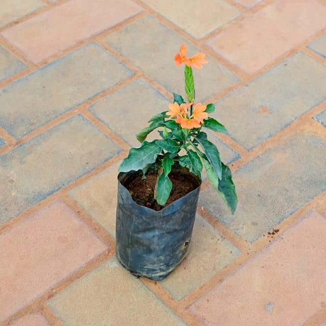 Mphmi Flower Plants Crossandra growing season Kanakambaram Planting And ...