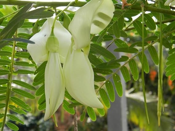 White Bokful Flower Plant Very Beautiful Original Variety Healthy and ...