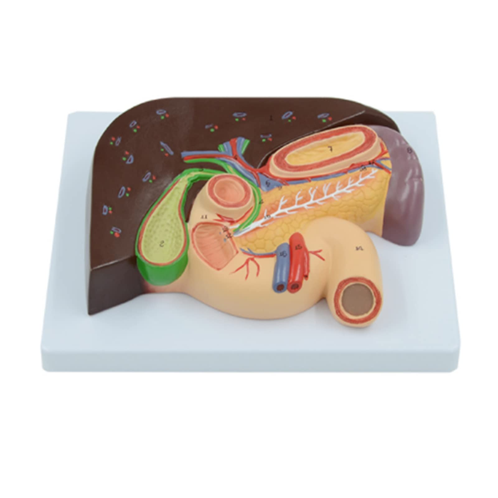 Buy Anatomy Model Human tric Section Model Liver Anatomical Model ...
