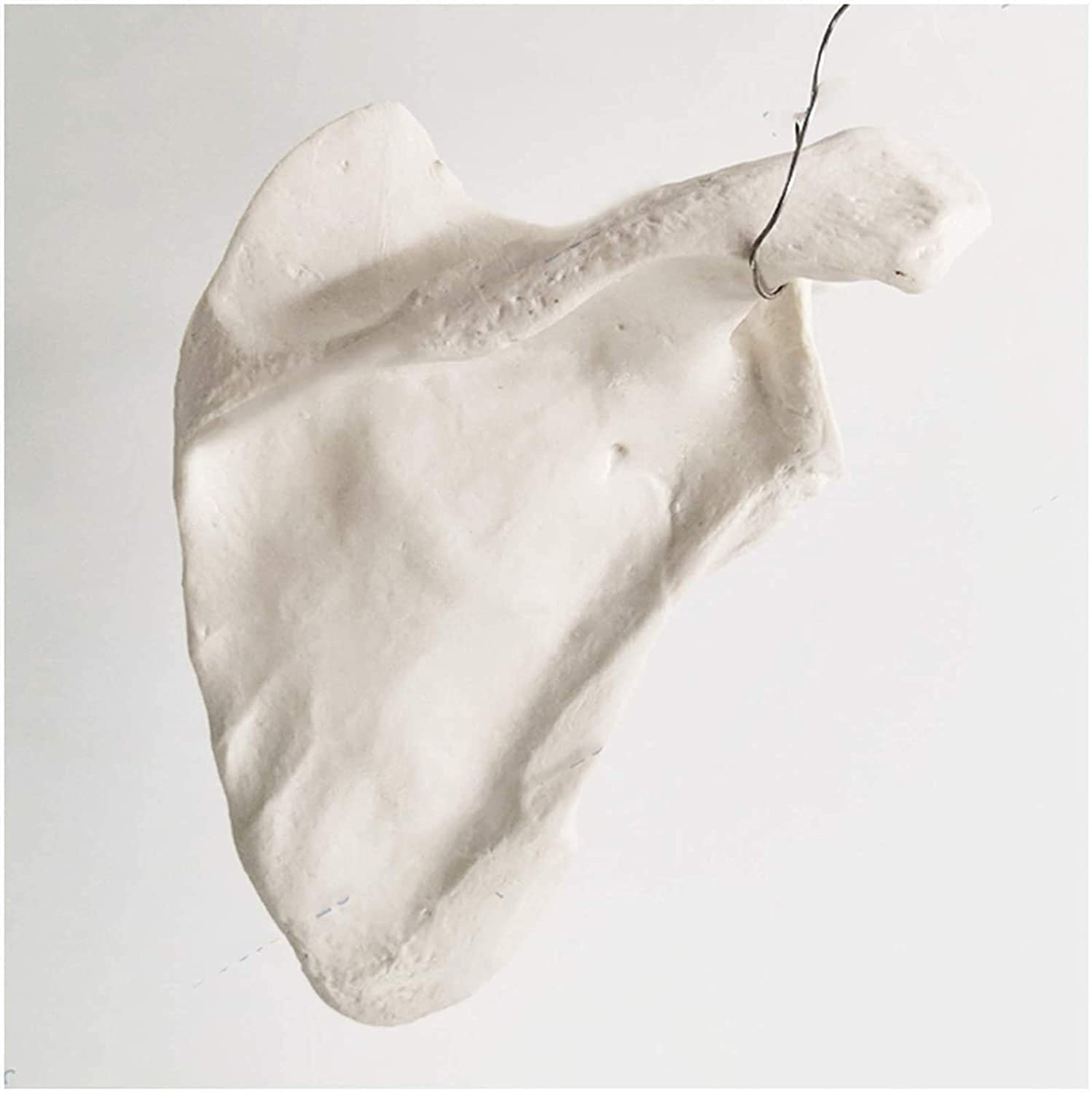 Buy Life Size Scapula Model - Anatomy Human Scapula Model - 1 Pair ...