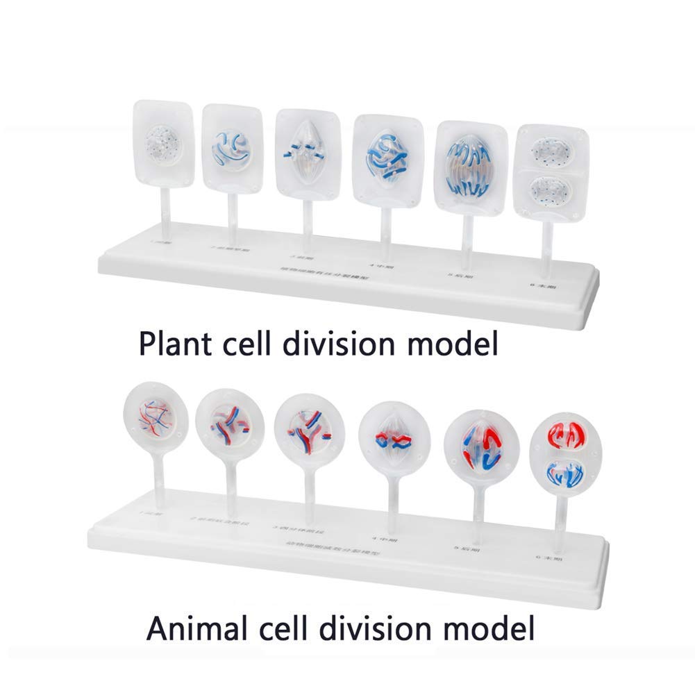 Lxx Cell Mitosis Model Plant Cell Mitosis Model And Animal | Desertcart ...