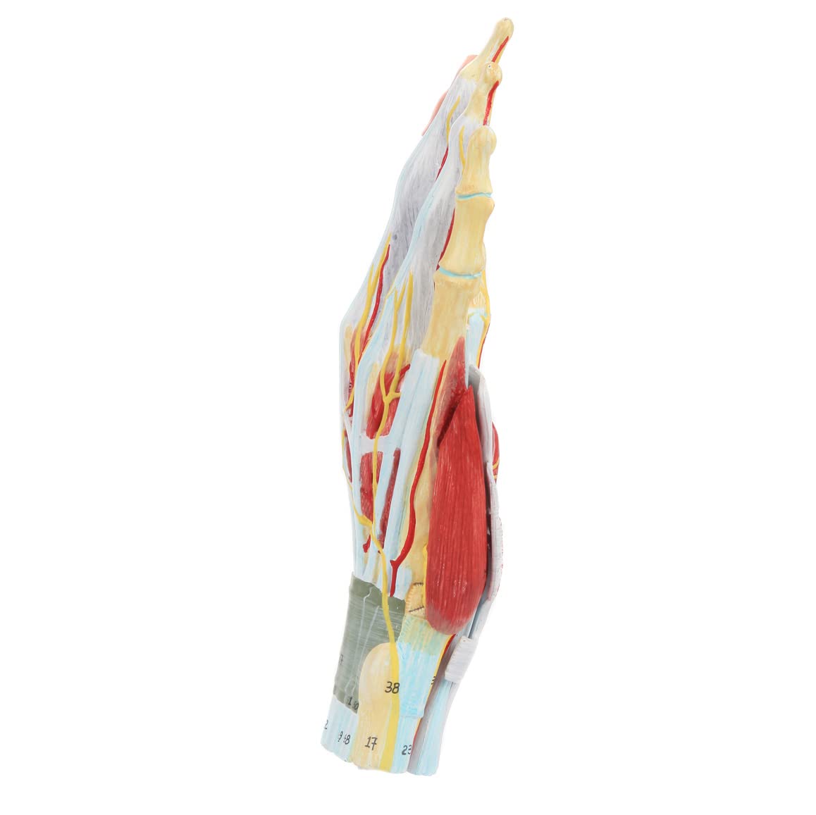 Axis Scientific Hand Anatomy Model | Detailed Nepal | Ubuy