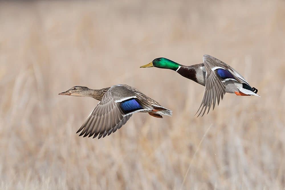 Flying Mallard Duck Pictures